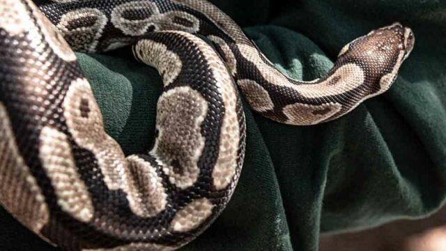 Video Viral Ular Piton Raksasa Memangsa Manusia, Ditelan Setelah Tewas ...