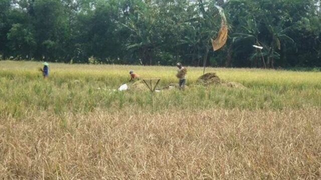 Tikus Rusak Hektaran Sawah di Majalengka
